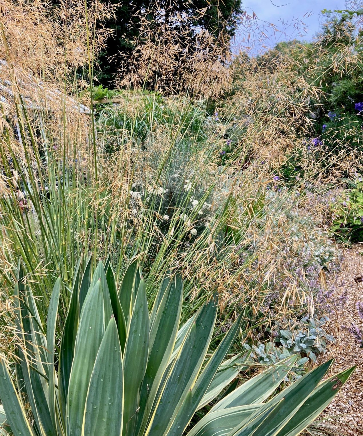 Gardening with grasses