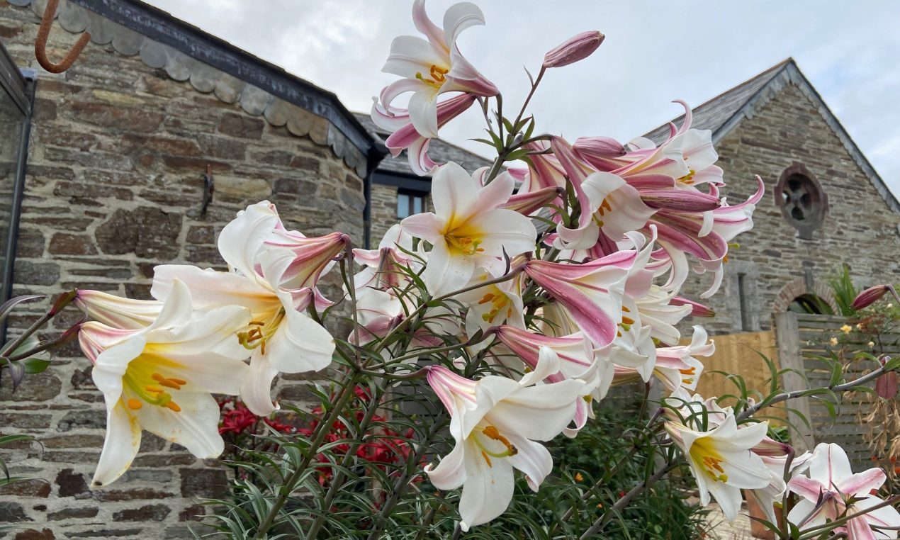 Growing lilies in pots