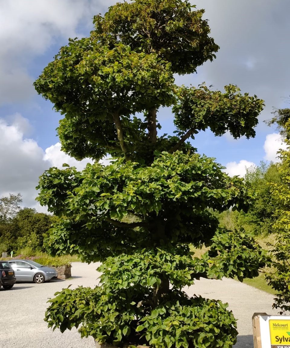 In praise of the native tree