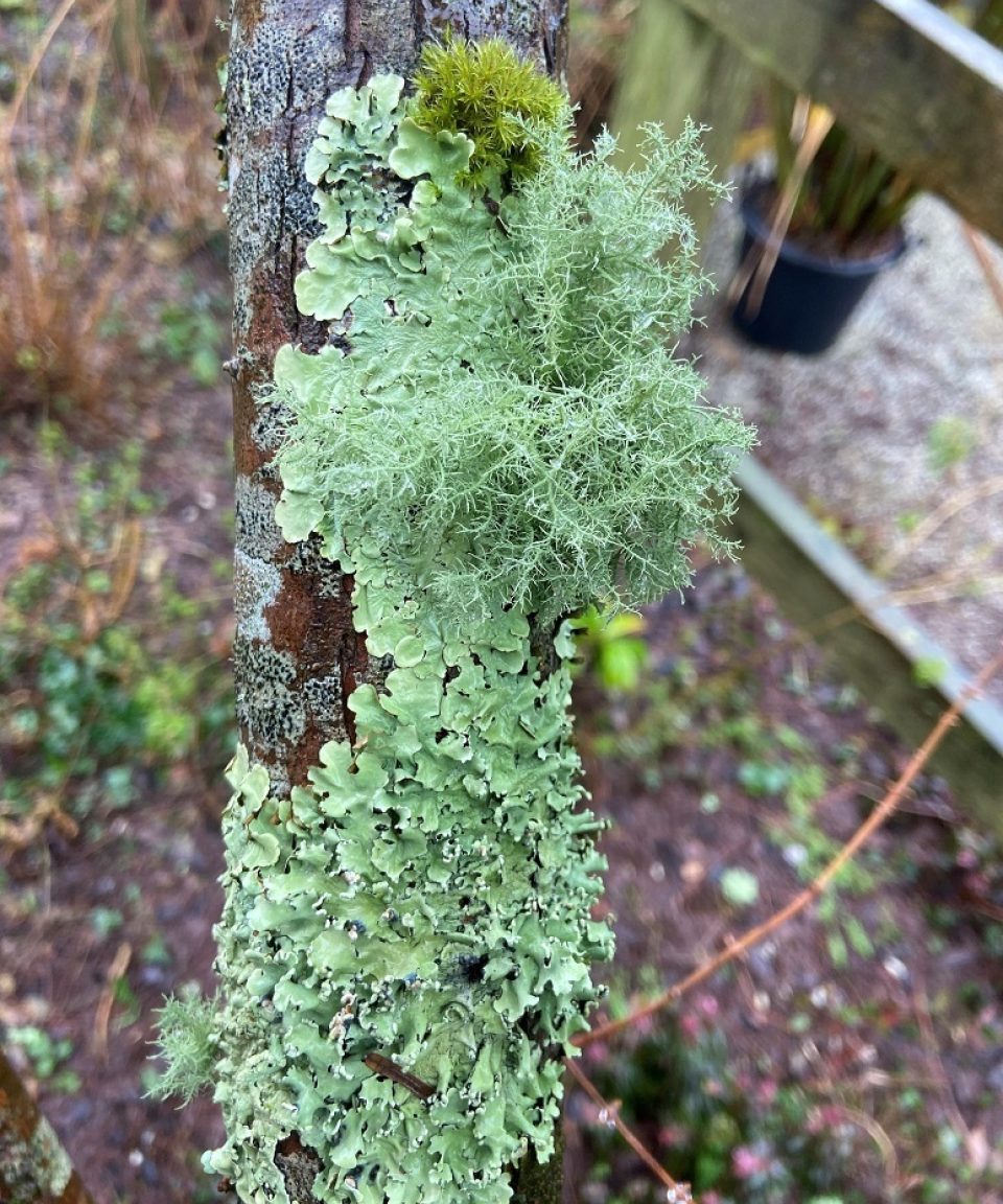 Lichens