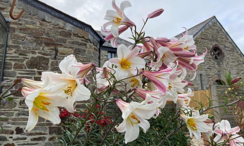 Growing lilies in pots
