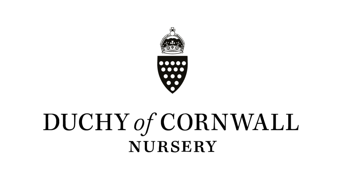 Photinia x fraseri Red Robin 1/2 STD | Duchy of Cornwall Nursery