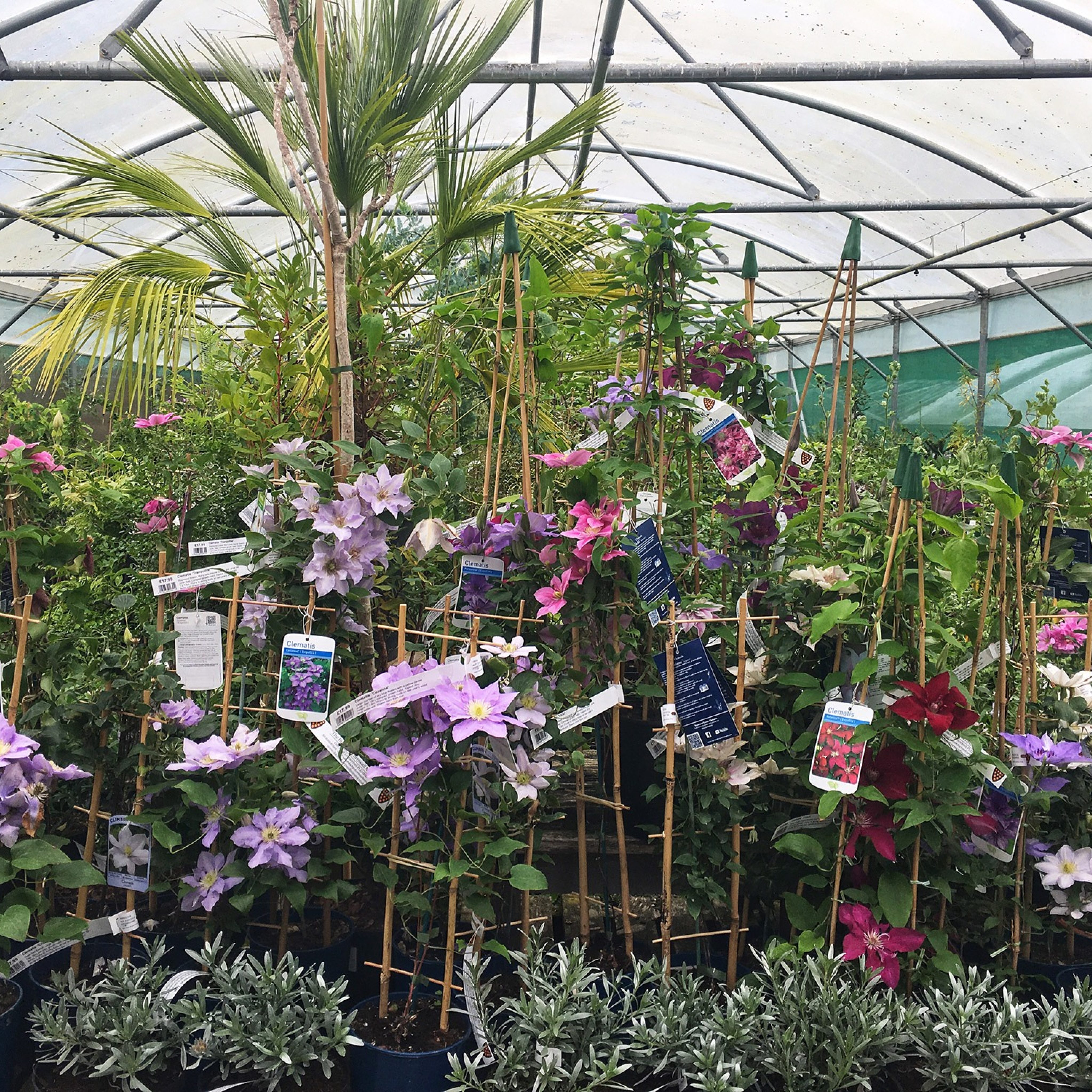 Raymond Evison Clematis