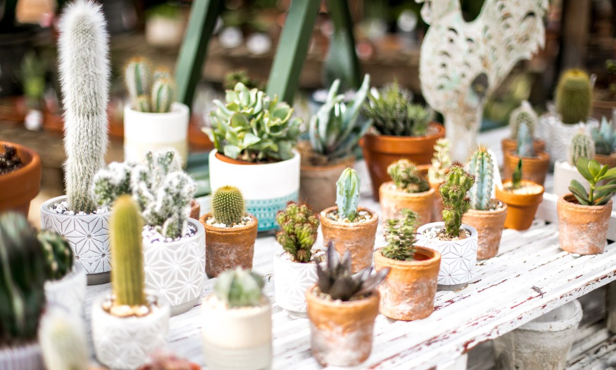 Our Houseplant Collection