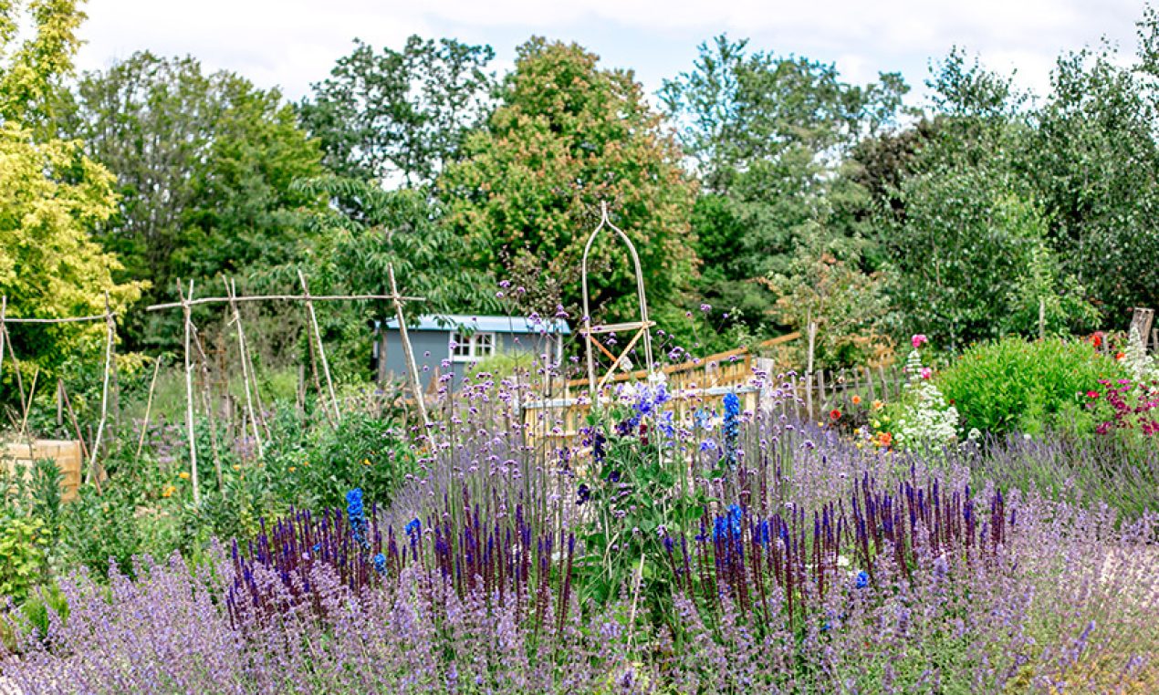 We've made a wild garden for bees - the Duchy nursery