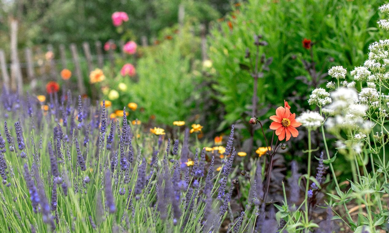 We've made a wild garden for bees - the Duchy nursery