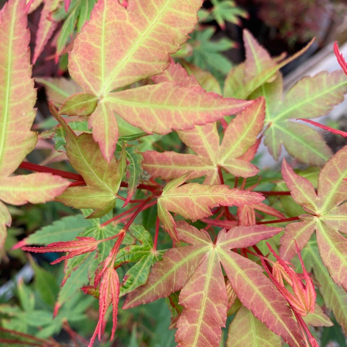 Acer palmatum Senkaki