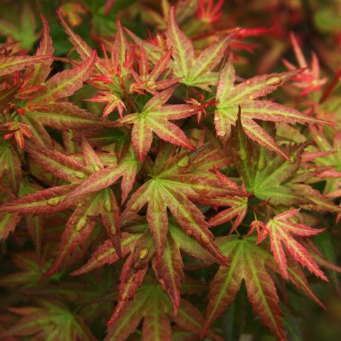 Acer Wilsons Pink Dwarf