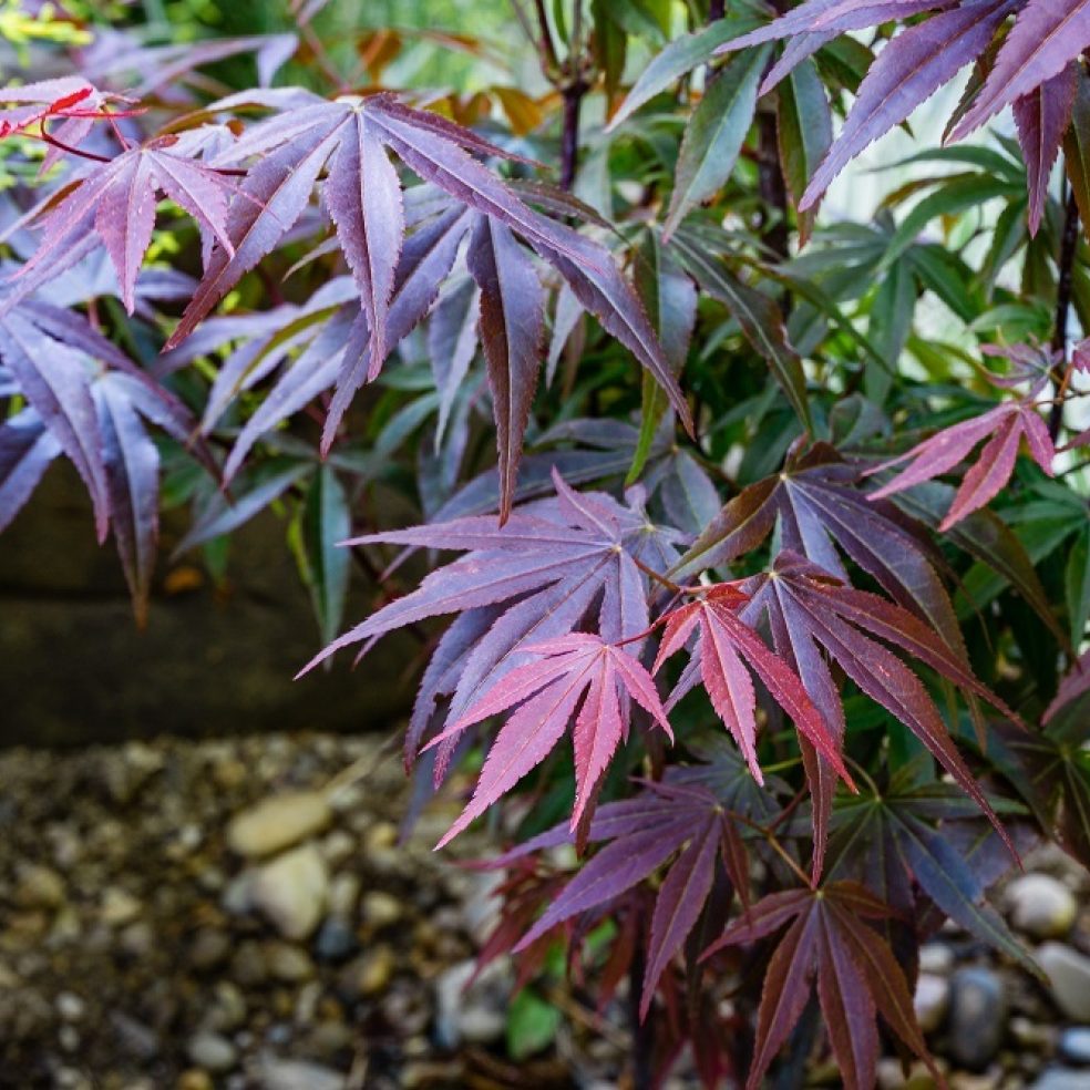 Acer pal. Atropurpureum
