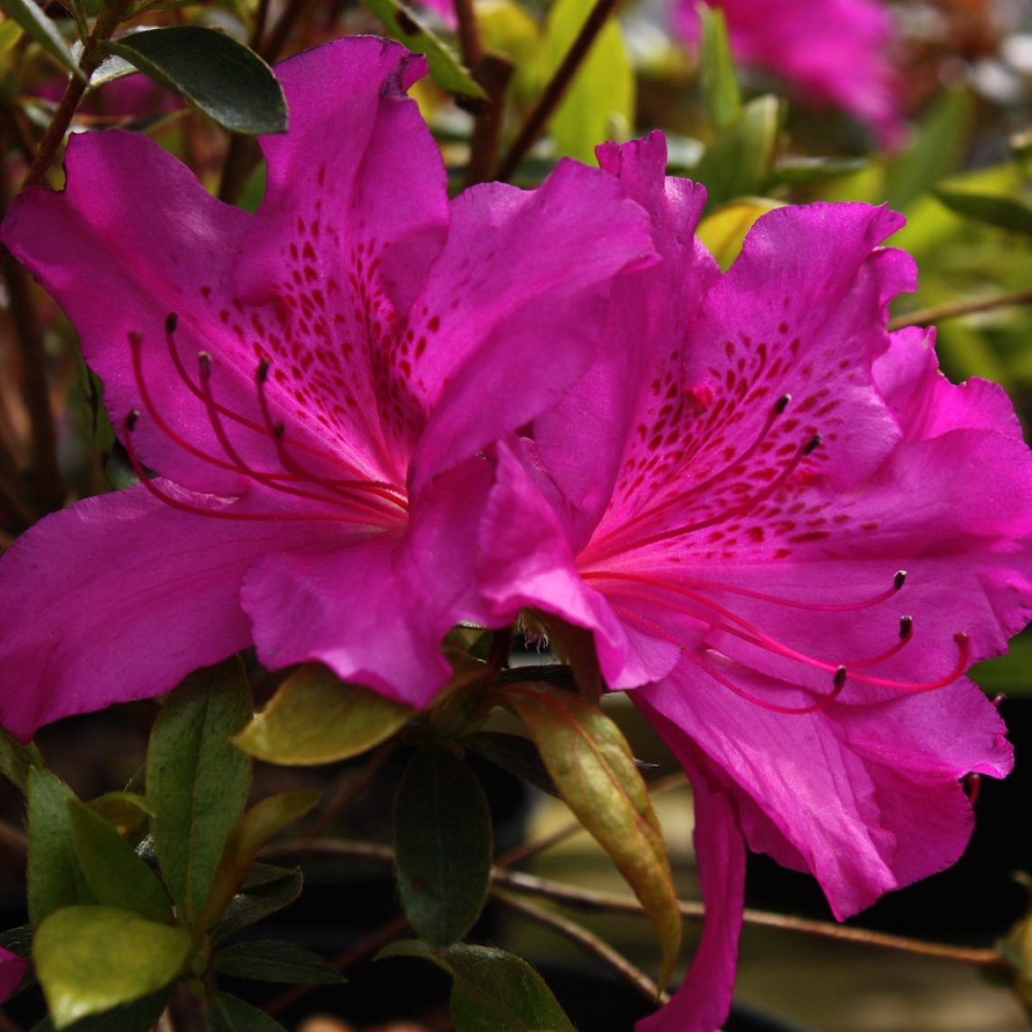 Azalea jap. Blue Danube