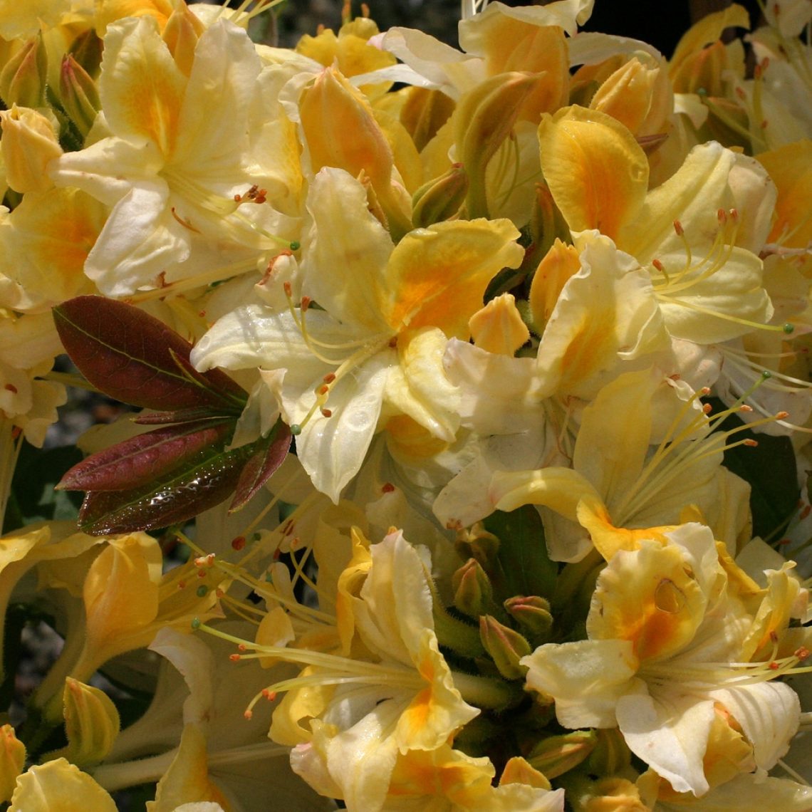 Azalea Northern Highlights