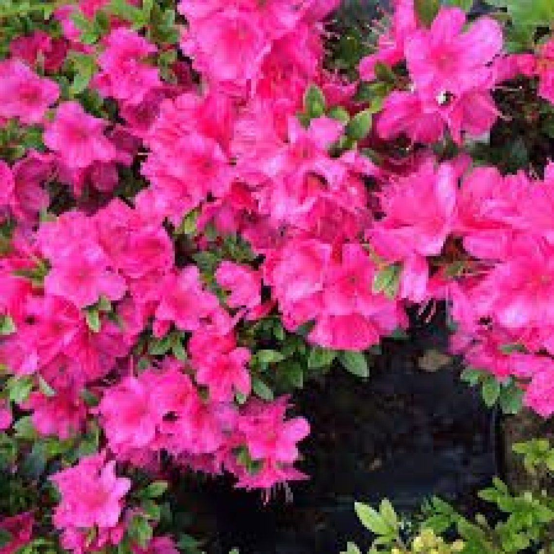 Azalea jap. Anne Frank