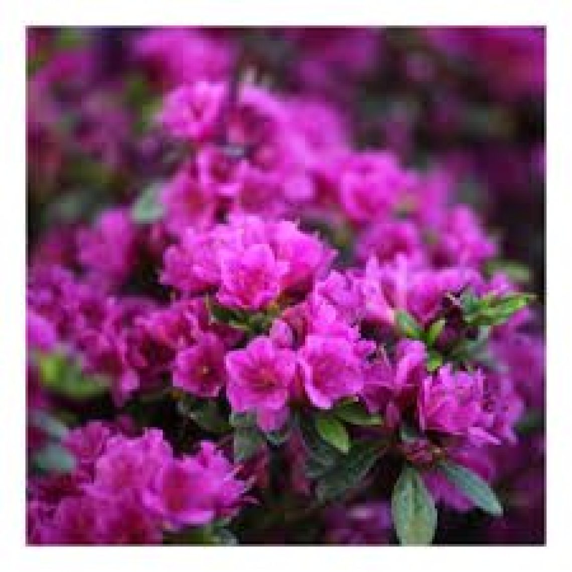 Azalea jap. Geisha Purple