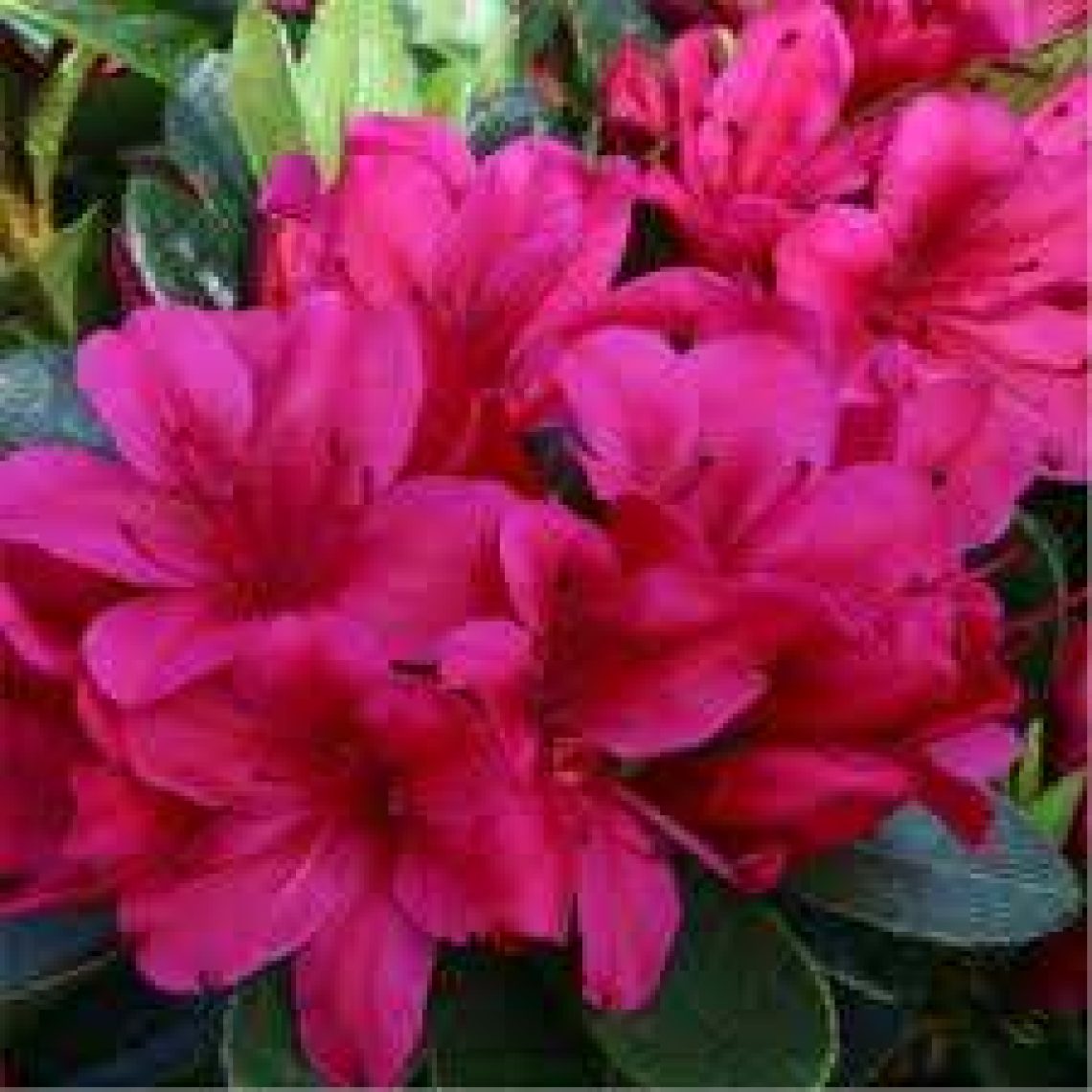 Azalea jap. Geisha Red