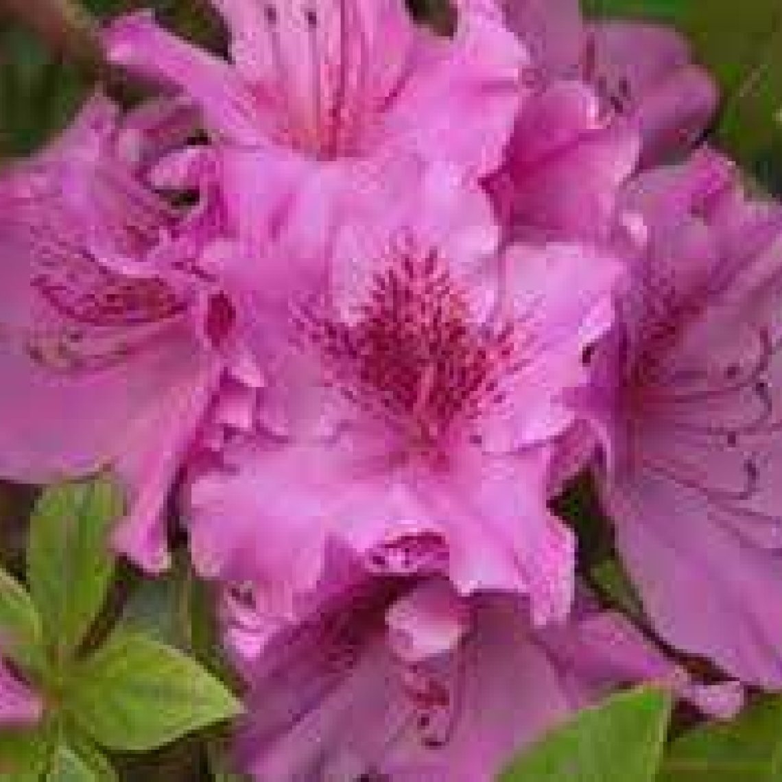 Azalea jap. Herbert