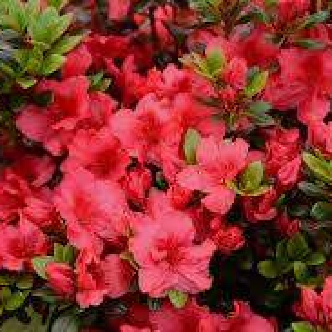 Azalea jap. Johanna