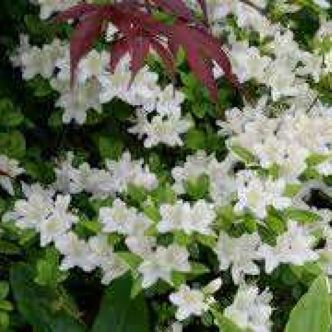 Azalea jap. Snow White