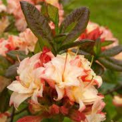 Azalea Cannons Double