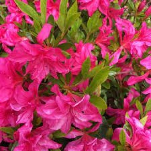 Azalea jap. Rosa