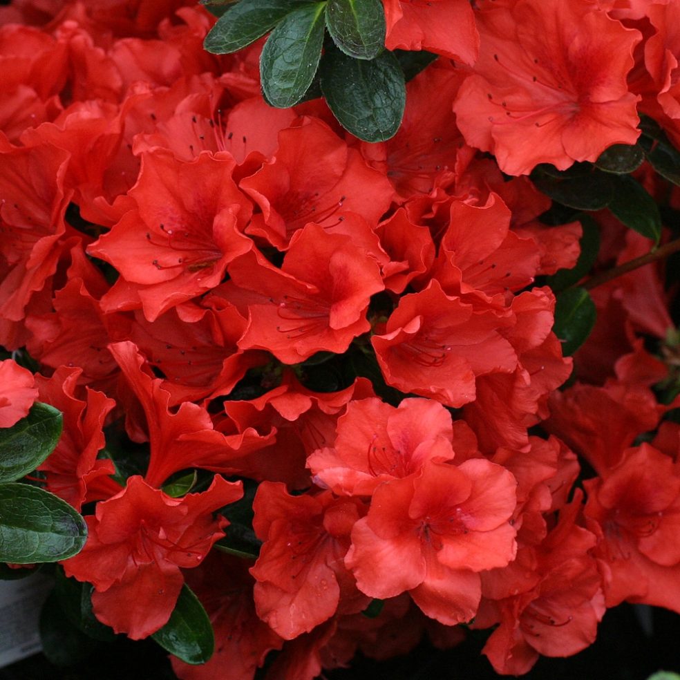 Azalea jap. Santa Maria