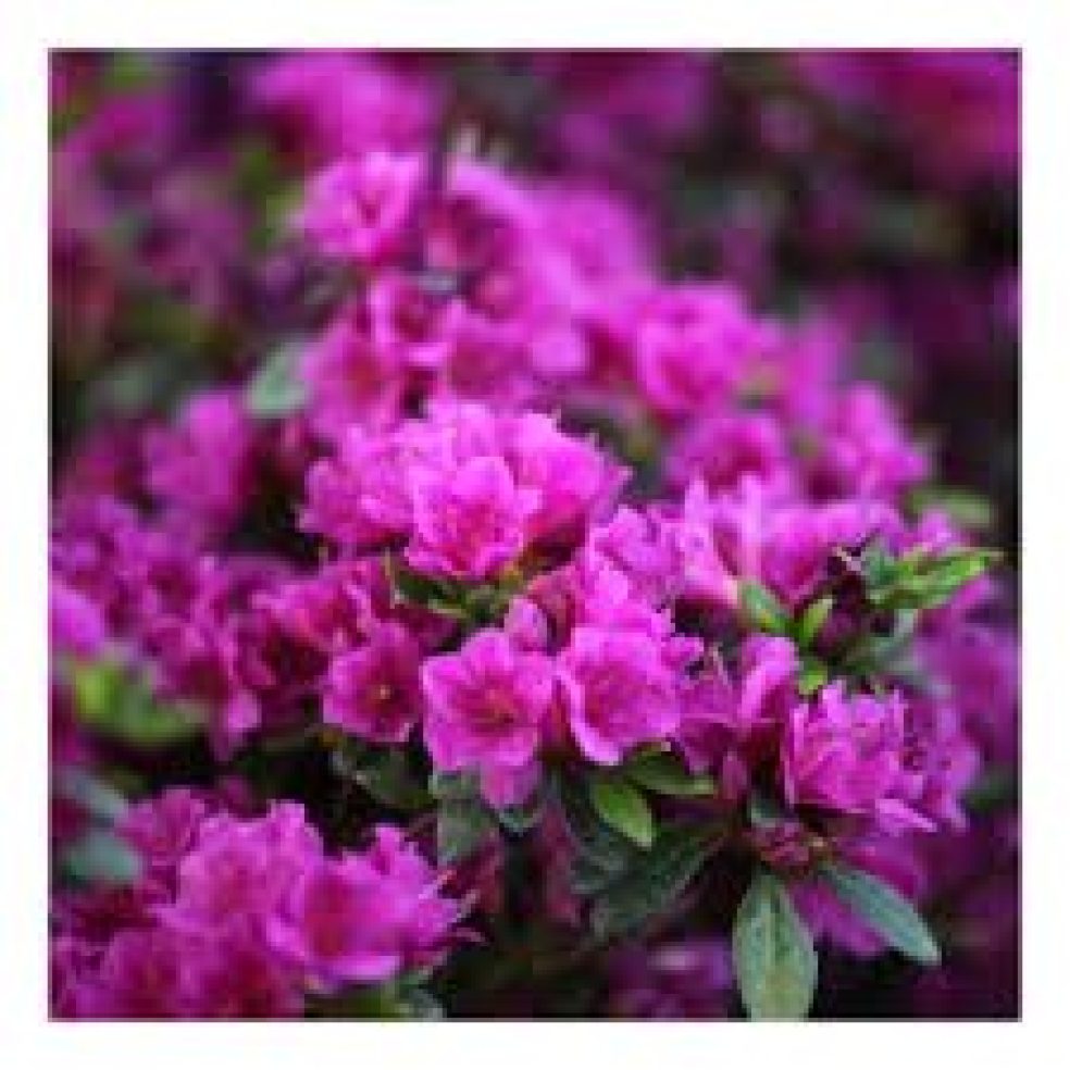 Azalea jap. Geisha Purple