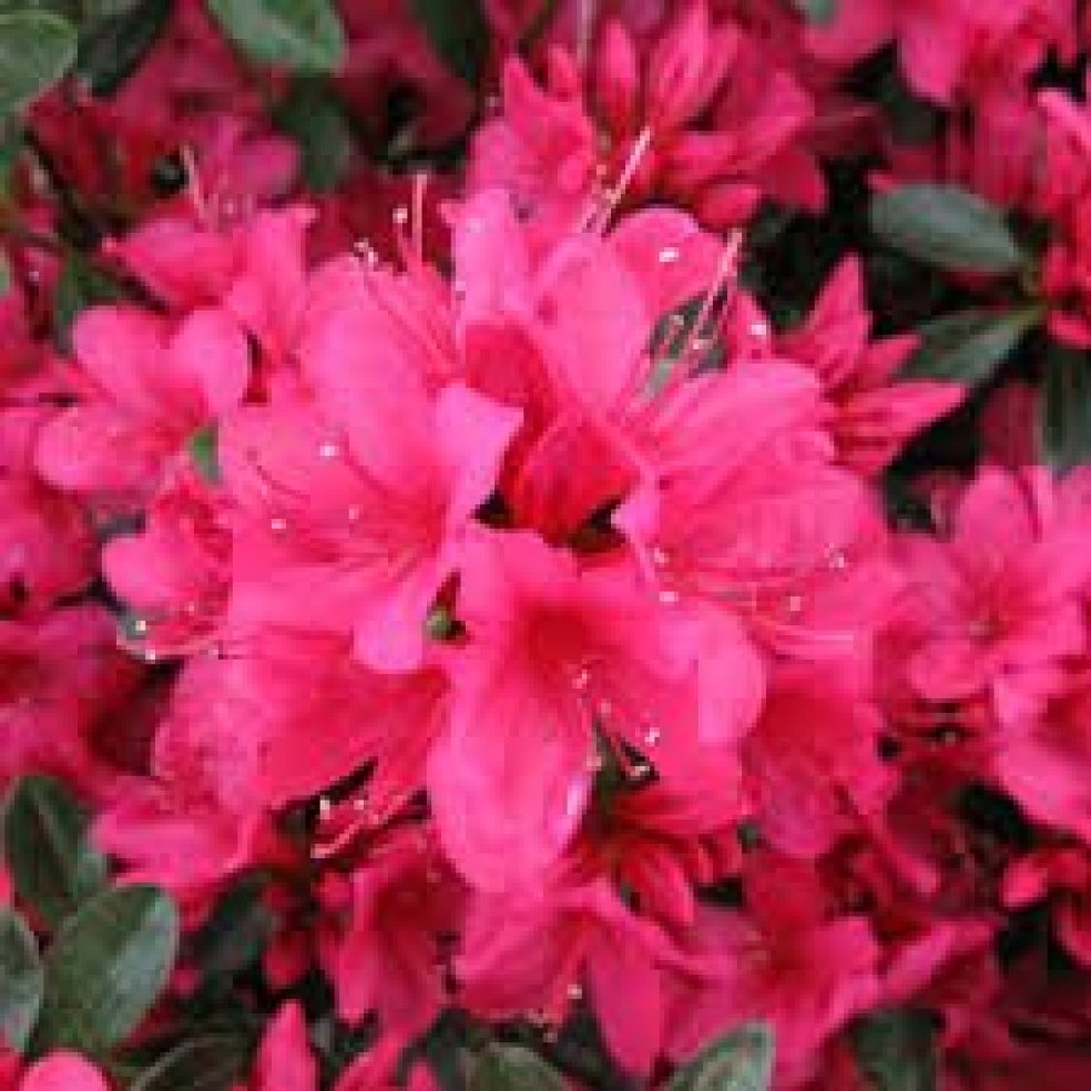 Azalea jap. Redwing