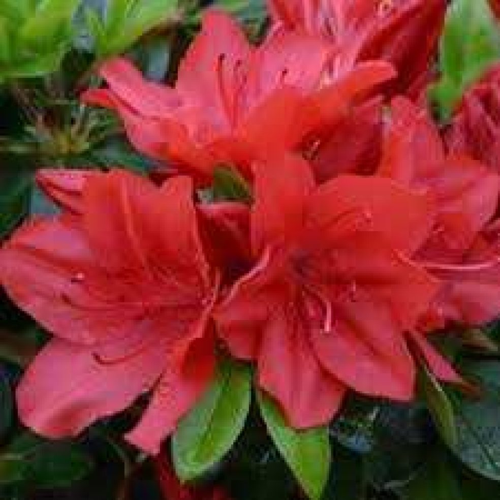 Azalea jap. Torchlight | Duchy of Cornwall Nursery