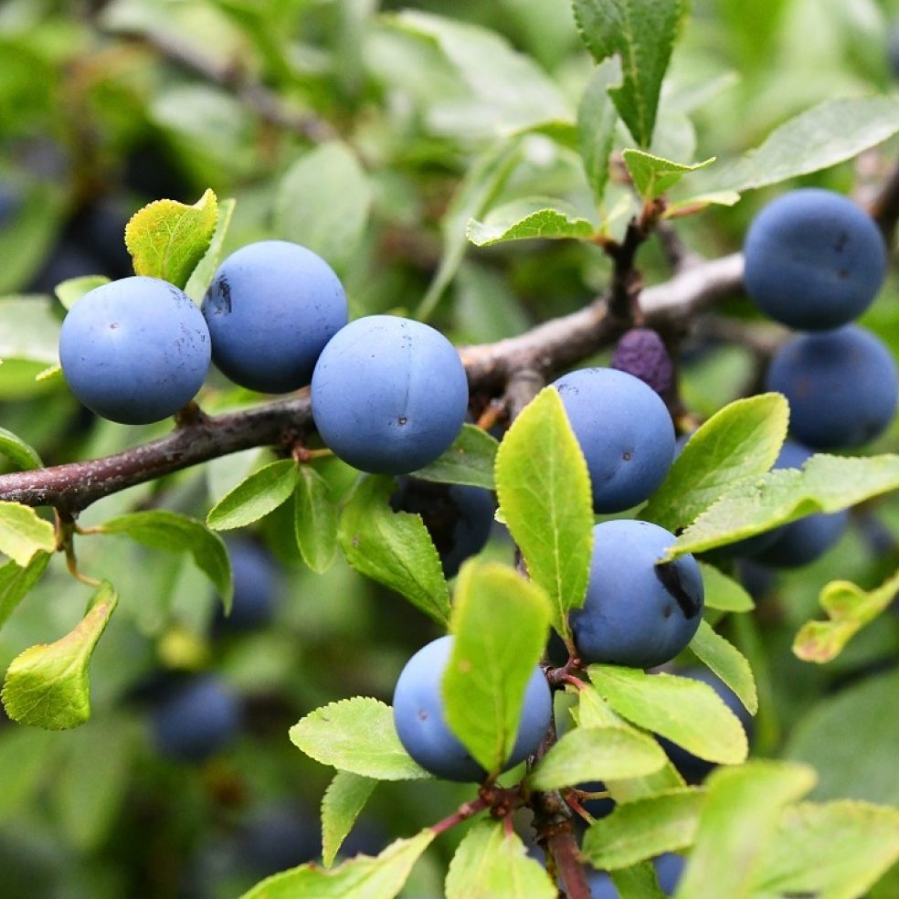 Prunus spinosa (Blackthorn)