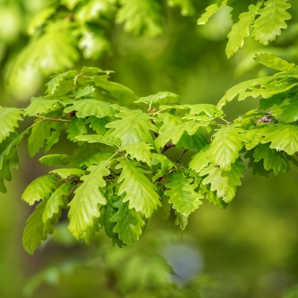 Quercus petraea