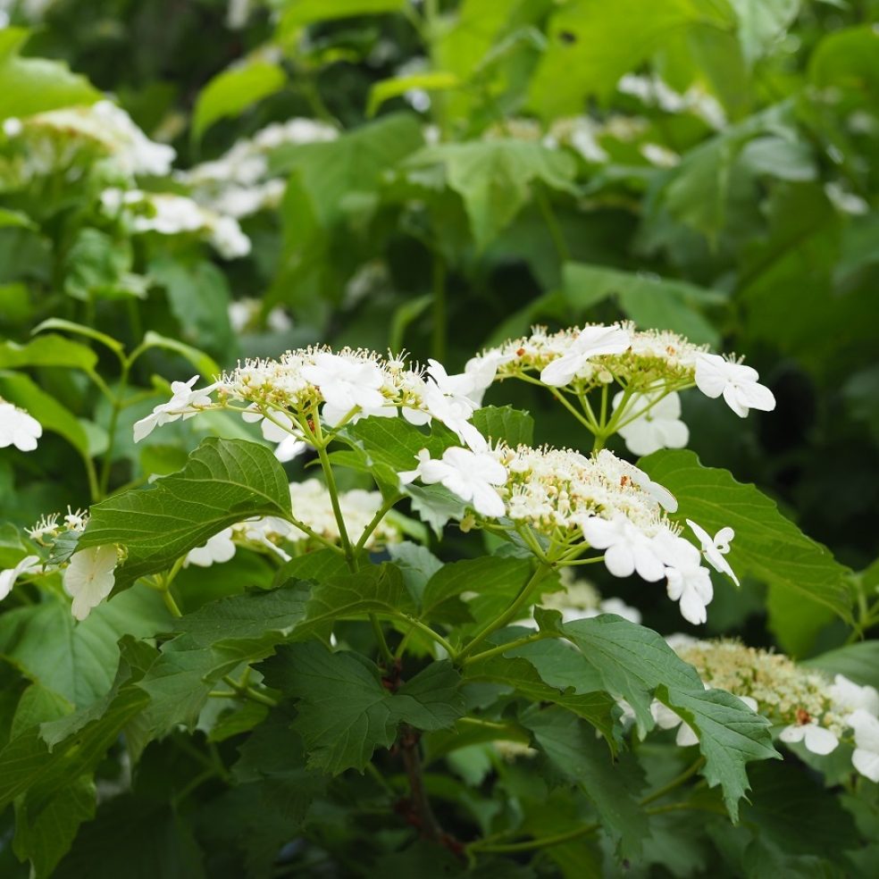 Viburnum opulus (Guelder Rose)