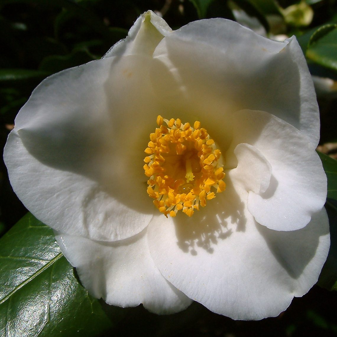 Camellia Alba Simplex
