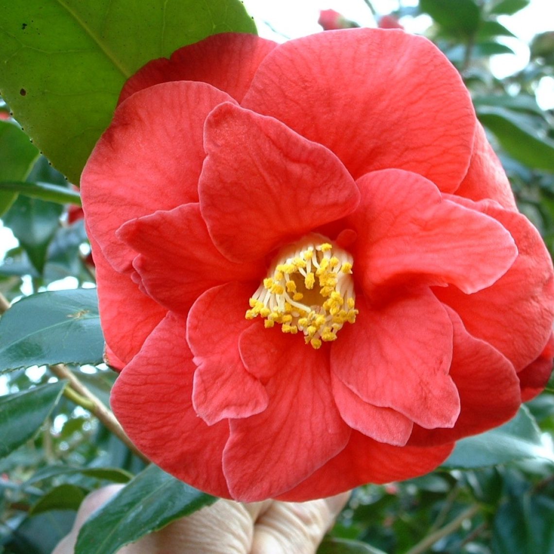 Camellia Apollo