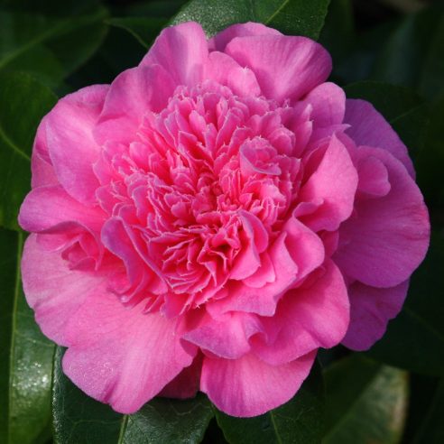 Camellia Debbie