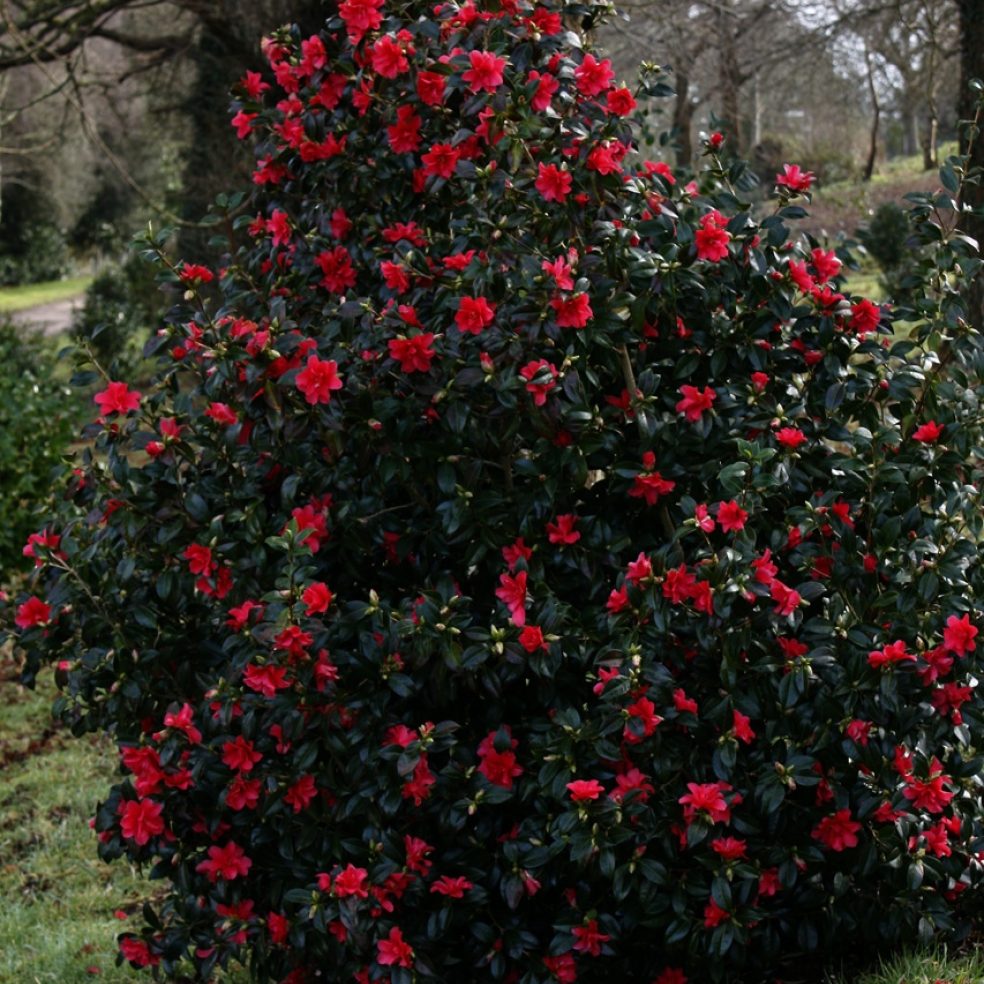 Camellia Freedom Bell