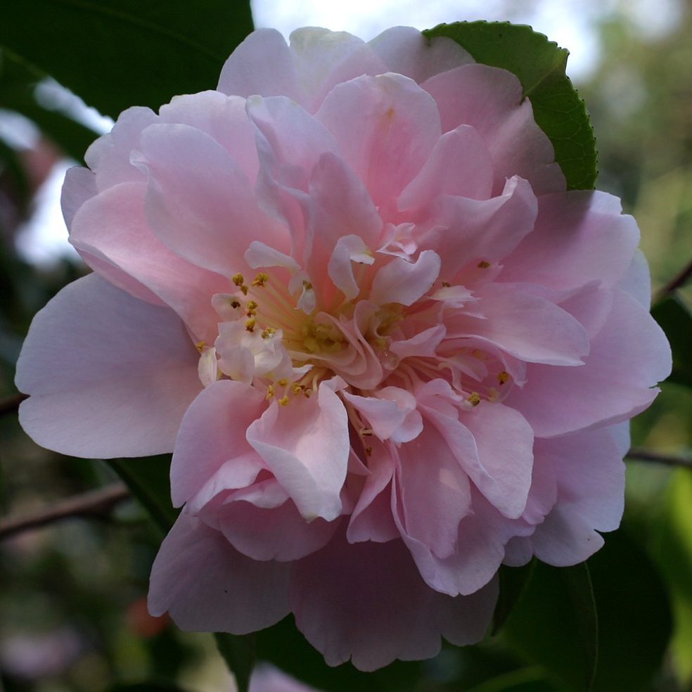 Camellia Kings Ransom
