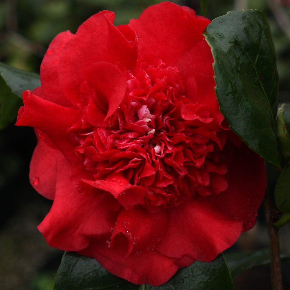 Camellia Ruby Wedding