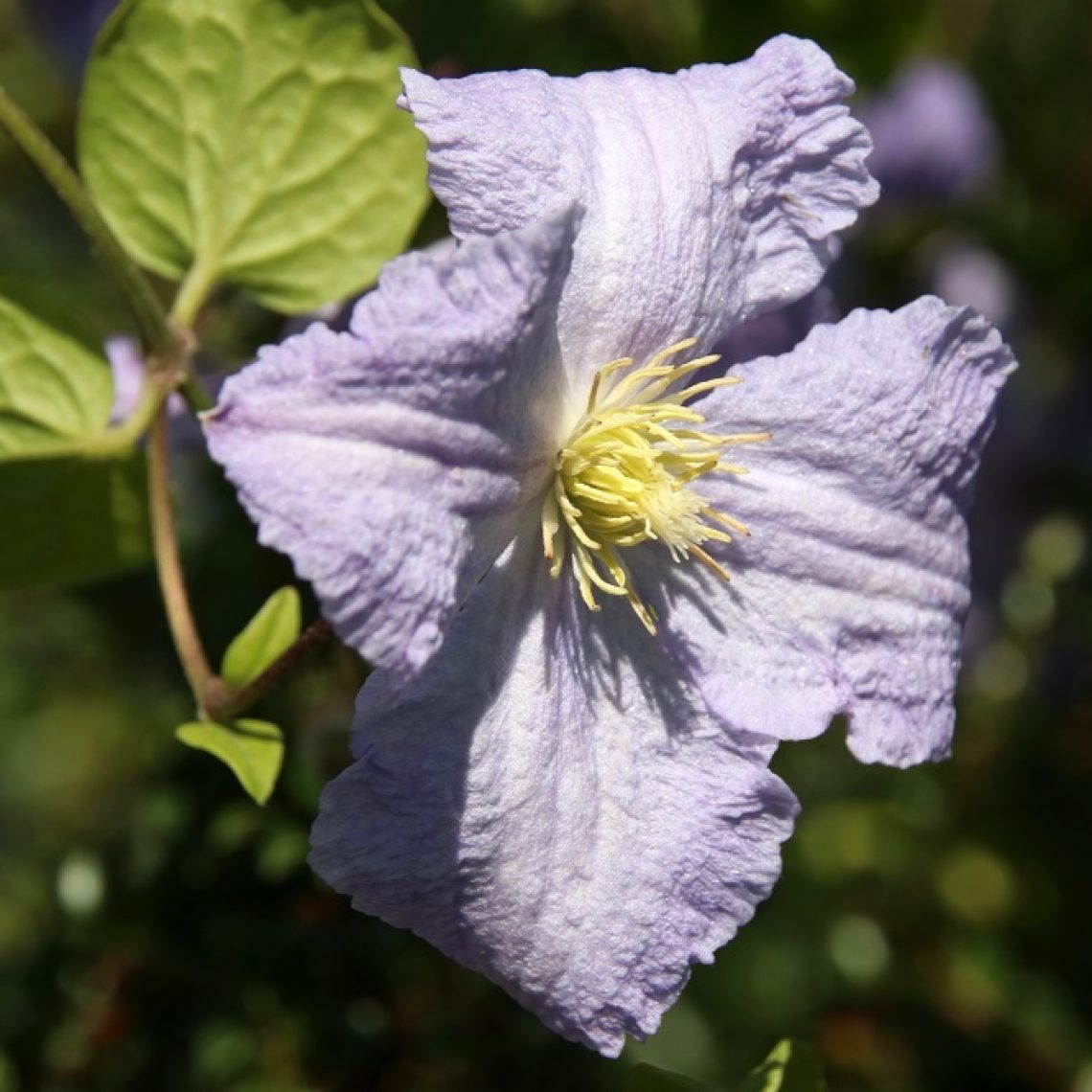 Clematis Blue Angel