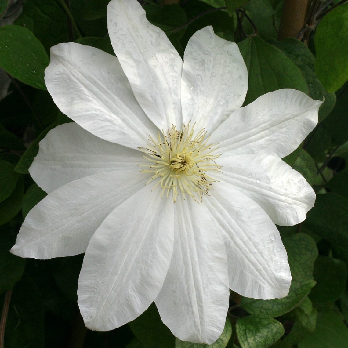Clematis Guernsey Cream
