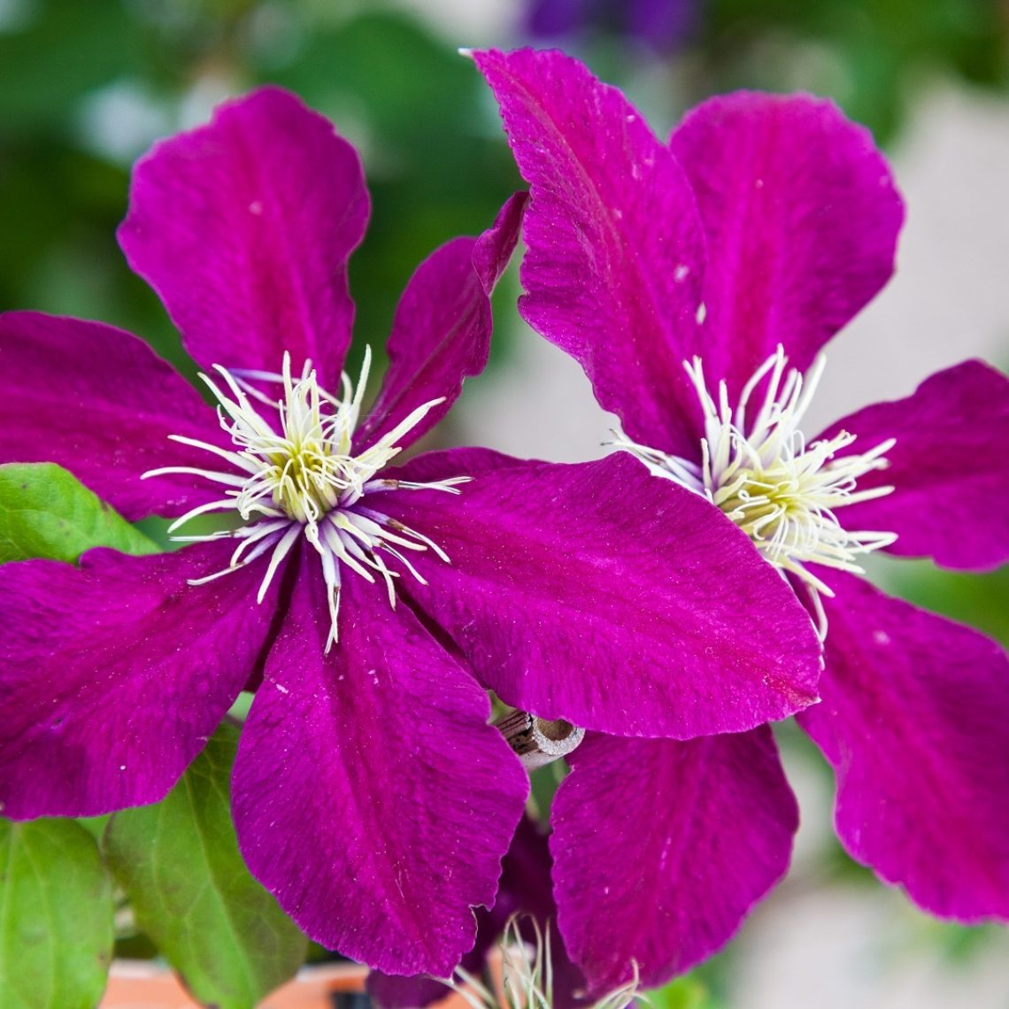 Clematis Niobe
