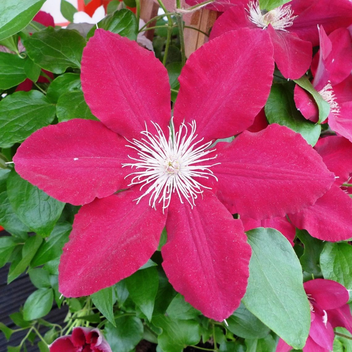 Clematis Rebecca