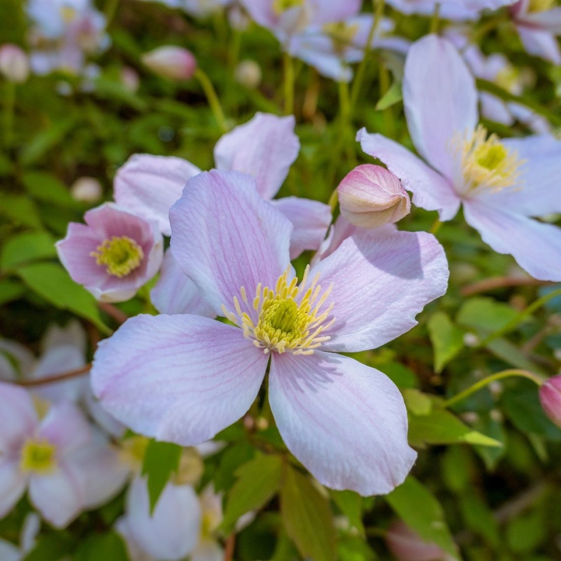 Clematis montana Elizabeth AGM