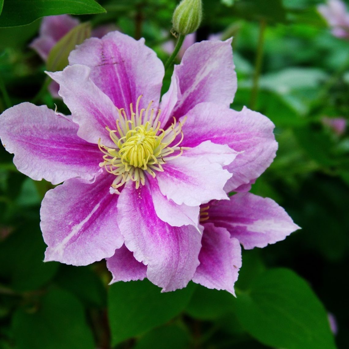 Clematis Piilu