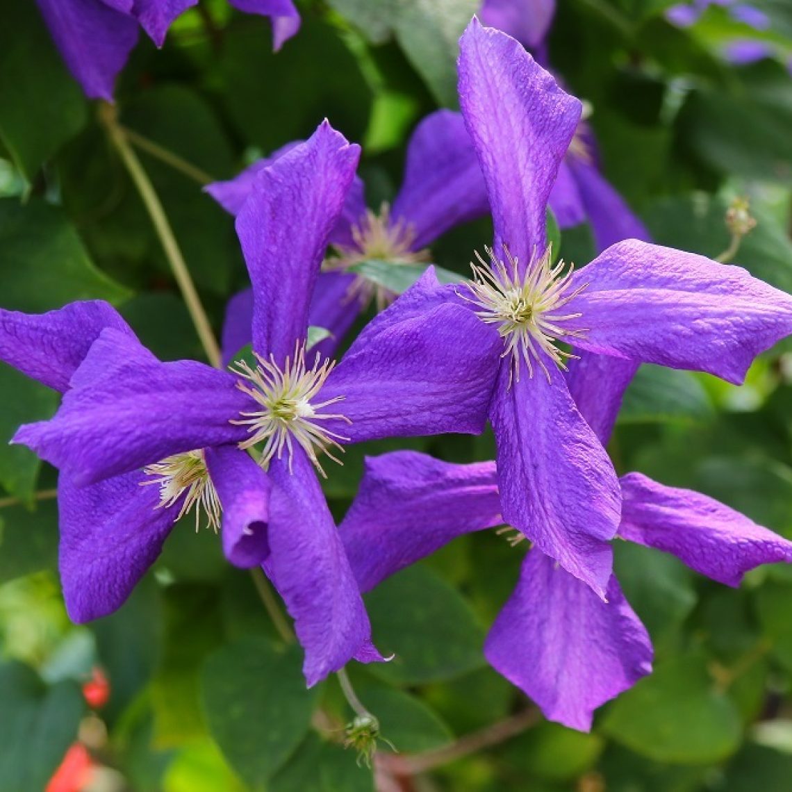 Clematis viticella Polish Spirit