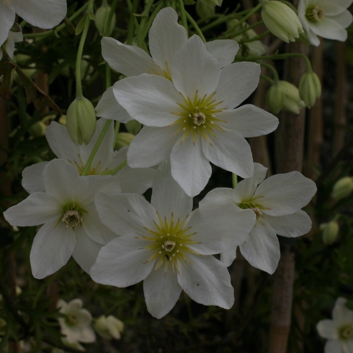 Clematis x cartmanii Joe