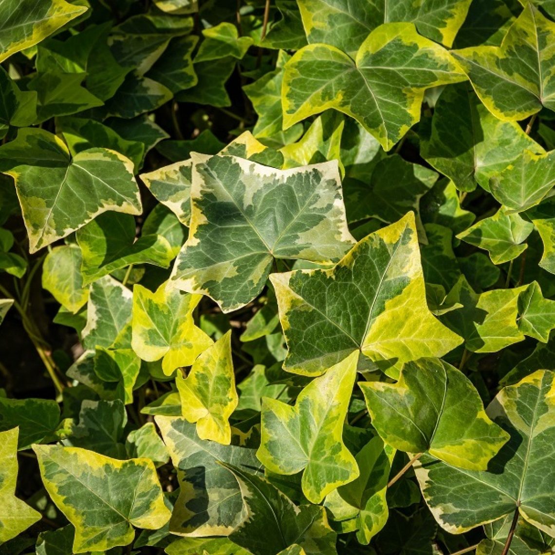 Hedera helix Goldchild
