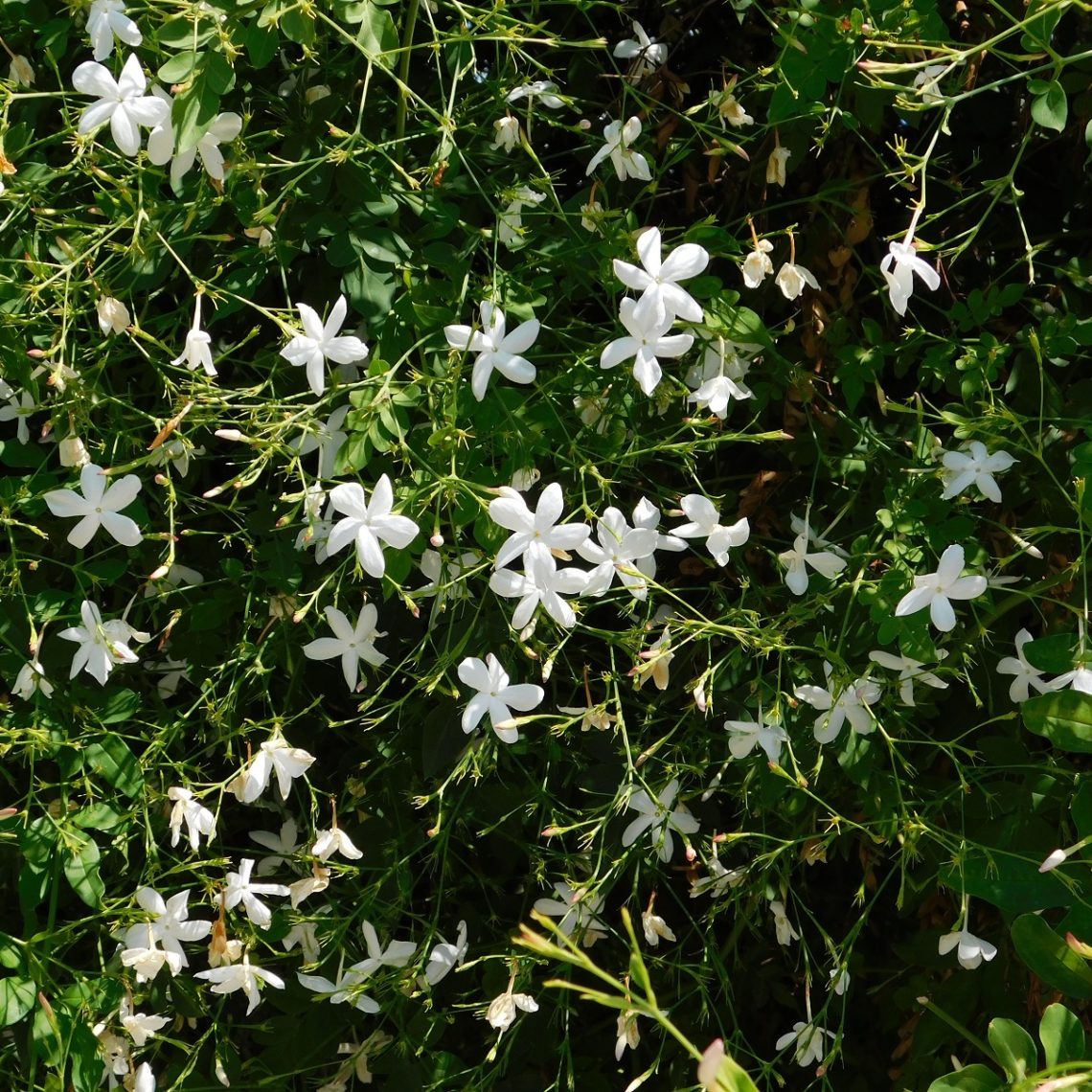 Jasminum officinale