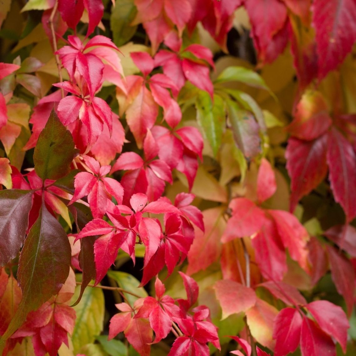 Parthenocissus quinquefolia