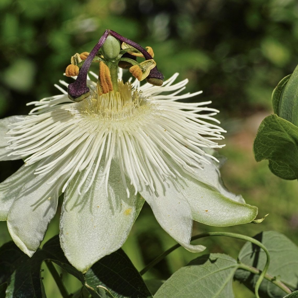 Passiflora Constance Elliot AGM