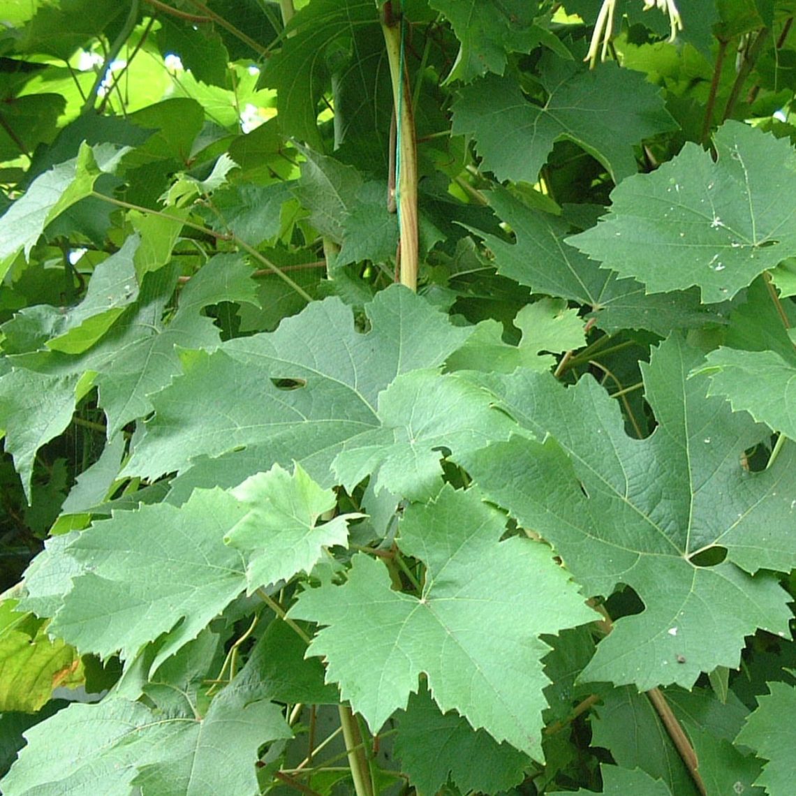 Vitis vinifera Brant