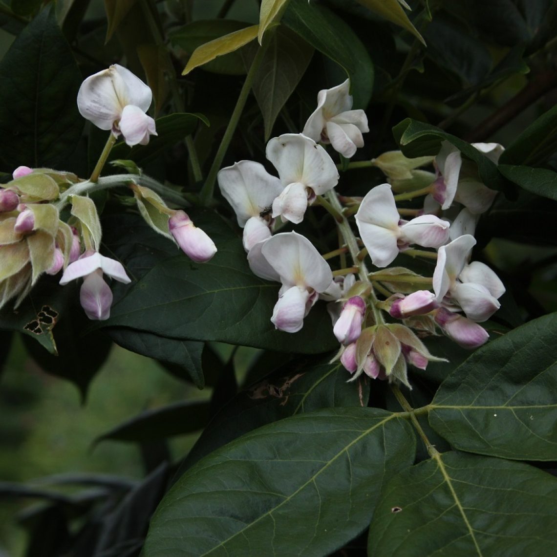 Wisteria brachy Shiro-kapitan Fuji